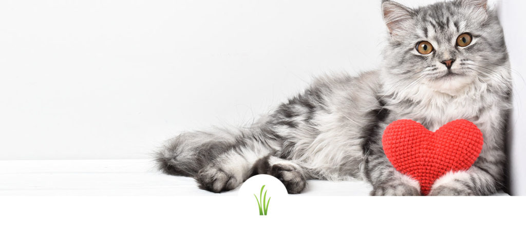 February is National Cat Health Month - Pet Greens