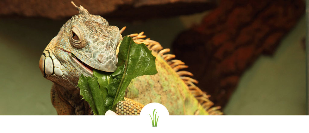 How to Feed Your Pet Reptile - Pet Greens Blog