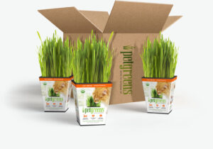 Pet Treats | Indoor Grass, Catnip, & Dog Treats | Pet Greens