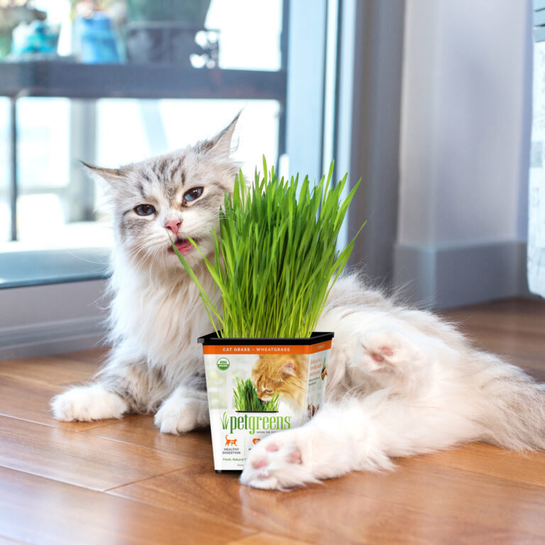 Organic Cat Grass | Fresh & Pre-Grown Plants | Pet Greens