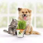 Organic Cat Grass | Fresh & Pre-Grown Plants | Pet Greens
