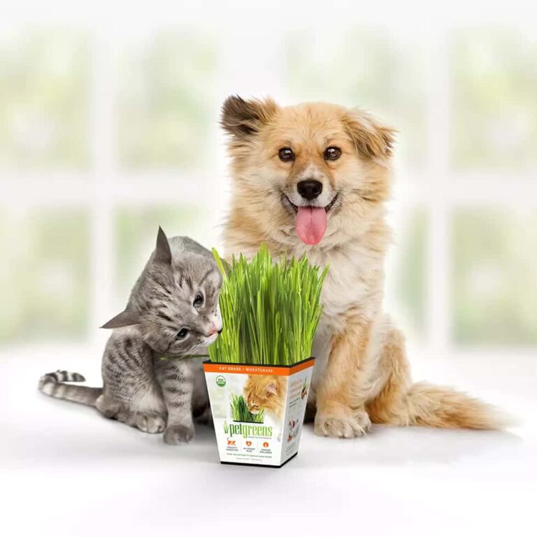 Organic Cat Grass | Fresh & Pre-Grown Plants | Pet Greens