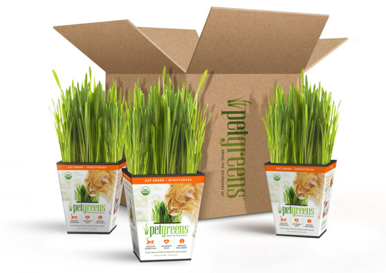 Organic Cat Grass | Fresh & Pre-Grown Plants | Pet Greens
