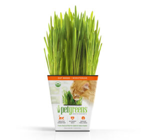 Organic Cat Grass | Fresh & Pre-Grown Plants | Pet Greens